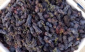 The Rosé Wine: Types, Characteristics & Production Methods